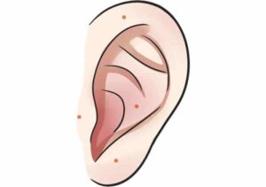 The Complete Guide to the Ears in Chinese Face Reading - Wisdom Tavern